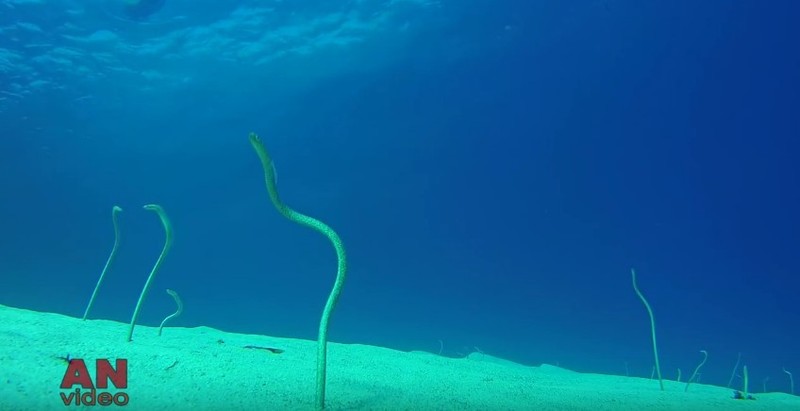 野Guide - Hong Kong Discovery